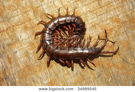 Giant centipede Images - Search Images on Everypixel